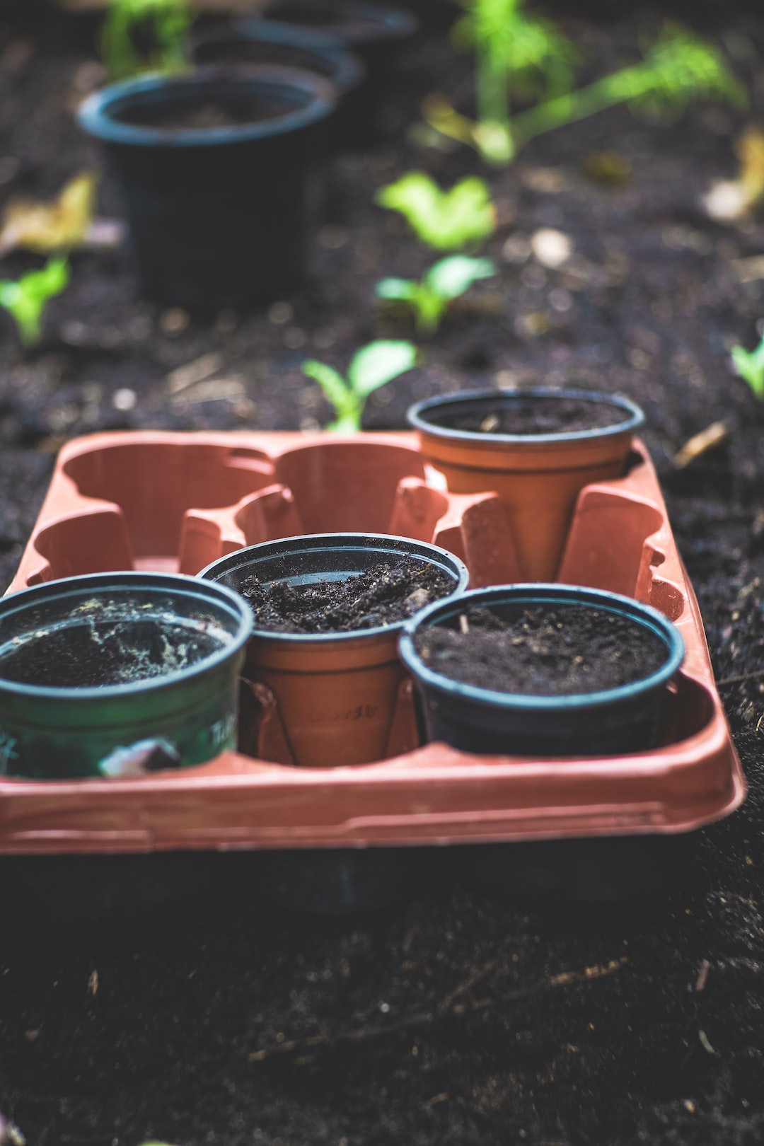 Indoor Magnolia Trees: A Guide to Growing these Beautiful Houseplants ...