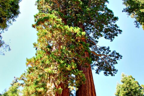 Unlock the Secrets of Hakim Jamal's Music: A Journey Through his ...